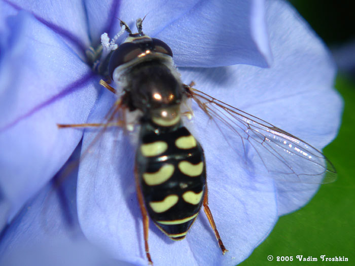 Galveston Flora, Fauna - Albums - celebrategalveston.com