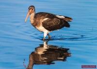 Young White Ibis - Blog - celebrategalveston.com